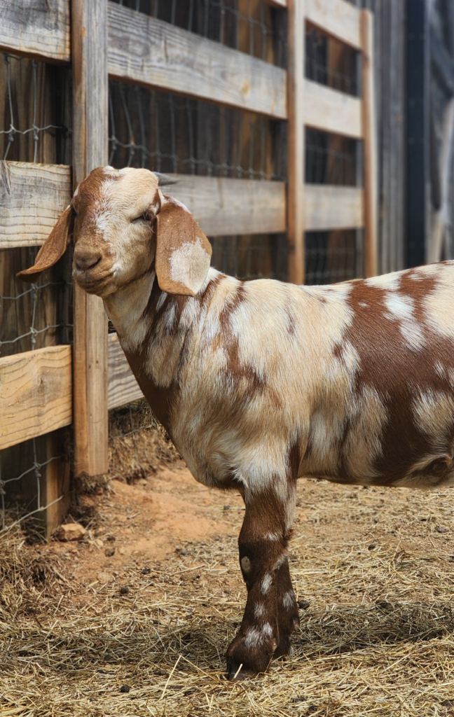 Boer Goats at Light & Life Farm | Healthy Goat Herd